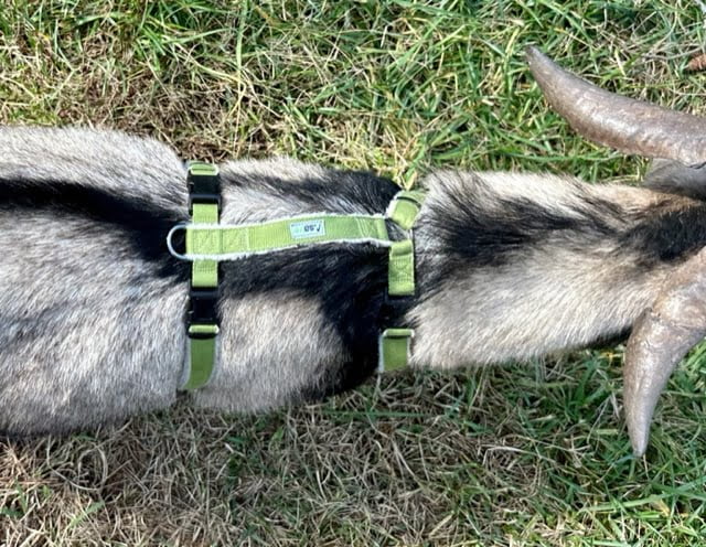 Hemp Goat or Sheep Harness – Asatre